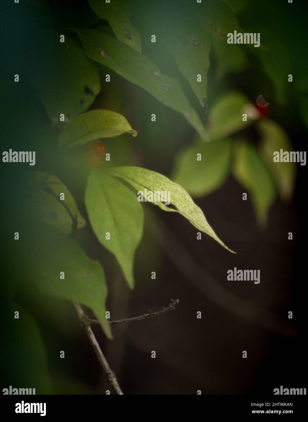 Moody composition hi-res stock photography and images - Alamy