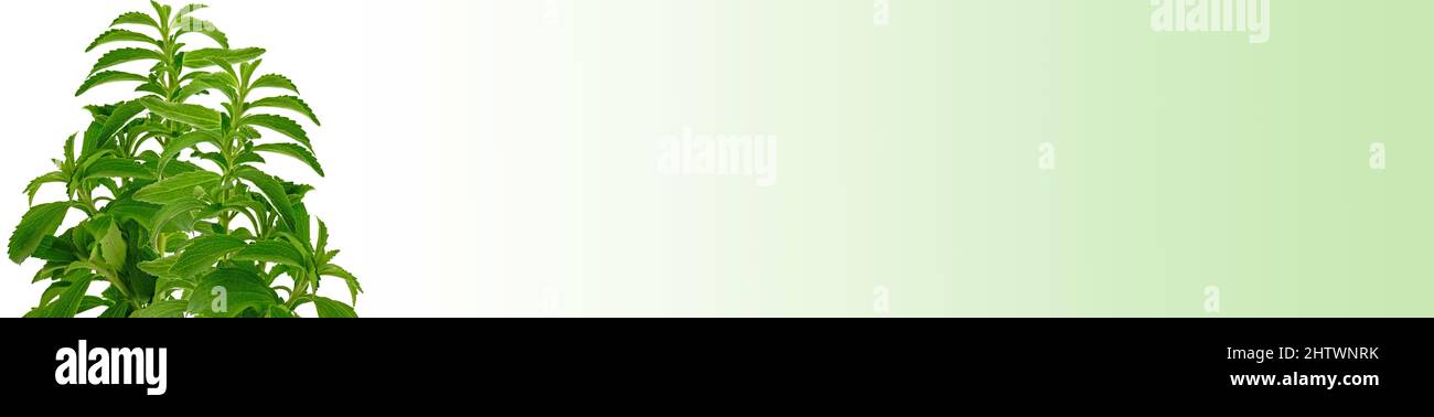 Stevia rebaudiana.Stevia banner. Green stevia twig on white background ...