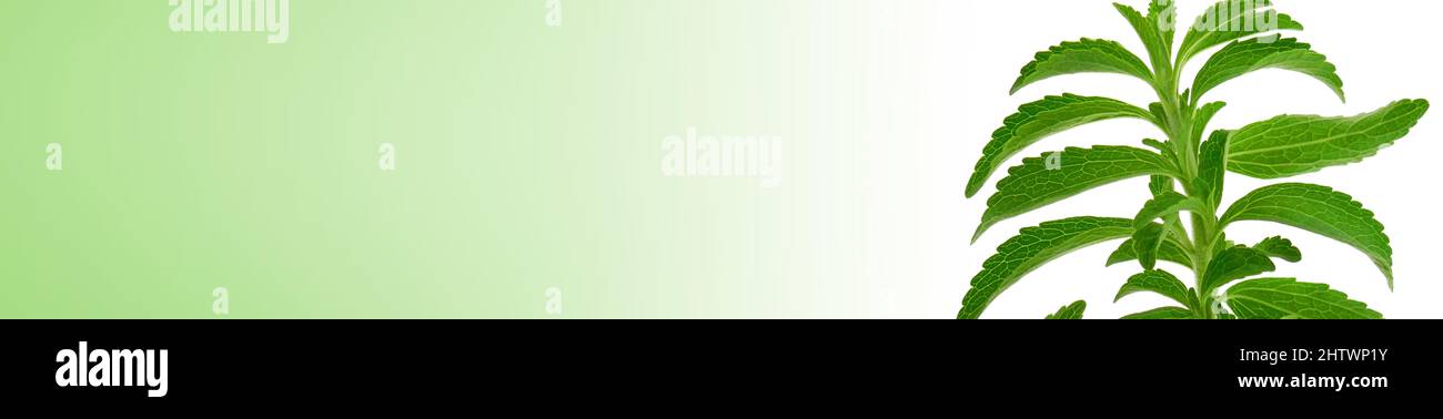 Stevia rebaudiana.Stevia banner. Green stevia on white background with ...