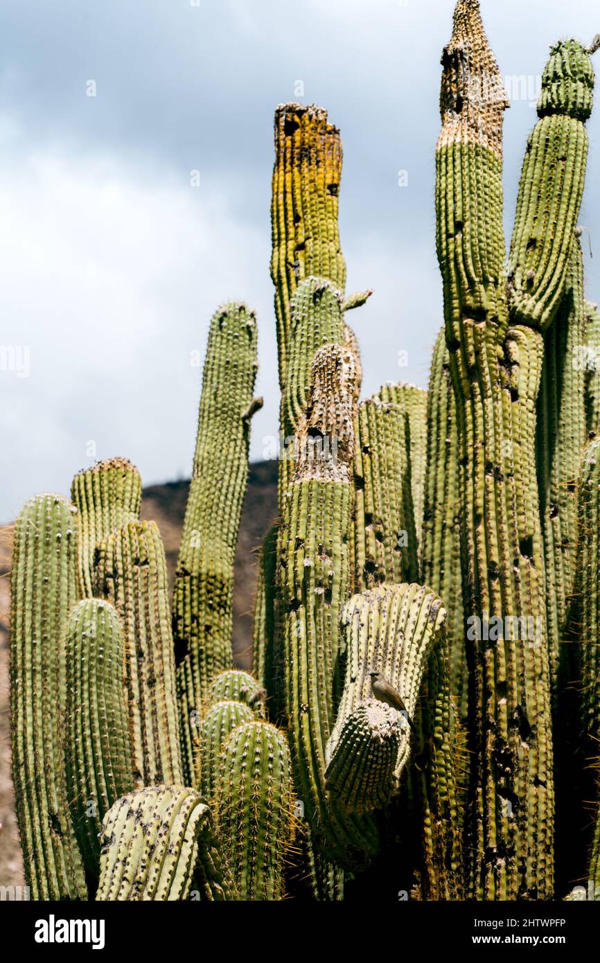 Close-up shot of a bird perched on a green cactus in the desert on a ...