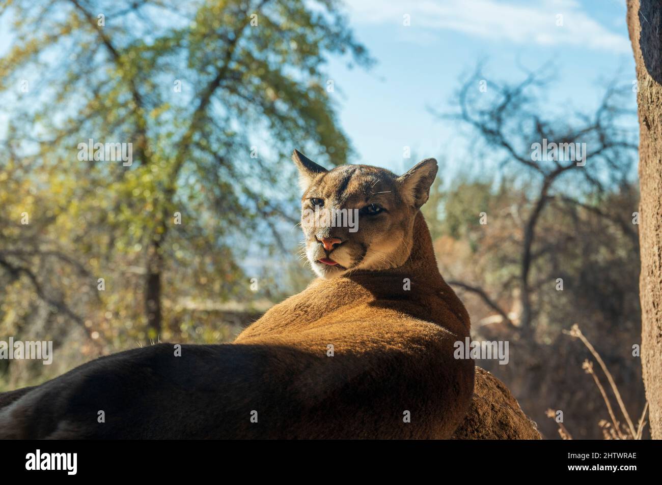 Southern puma hi-res stock photography and images - Alamy