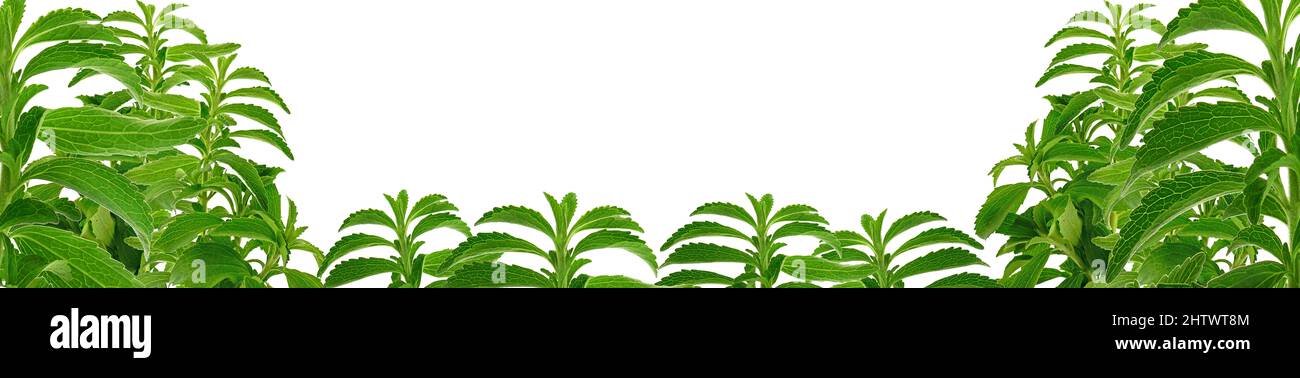 Stevia banner. Green stevia twig isolated on white background .Organic ...