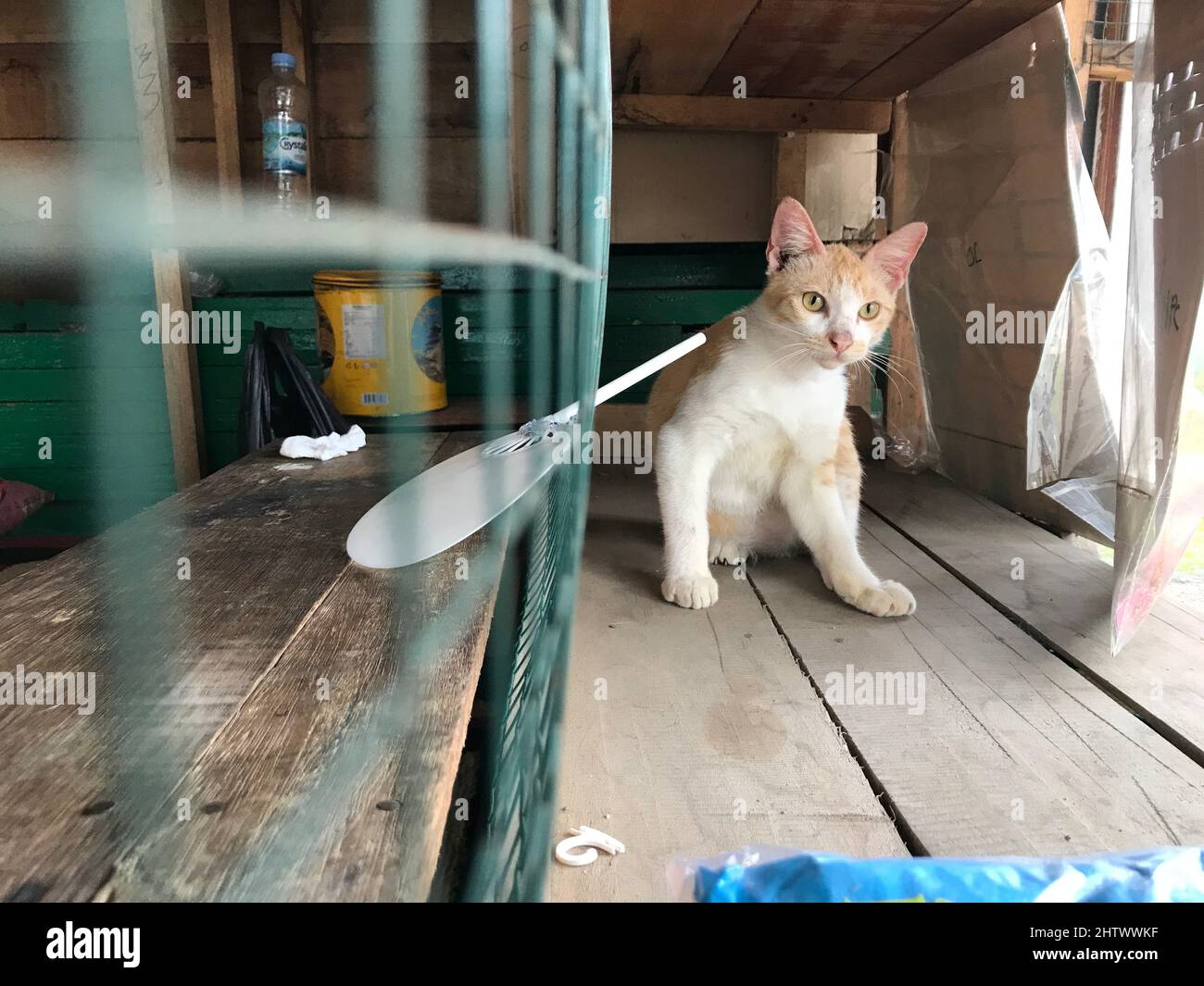 Beautiful white and yellow color cute cat selective focus for flyer ...