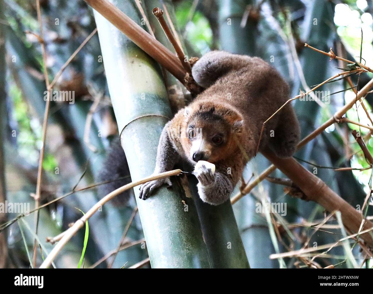 Nairobi, Comoros. 8th Jan, 2022. A lemur is seen in Moheli, Comoros ...
