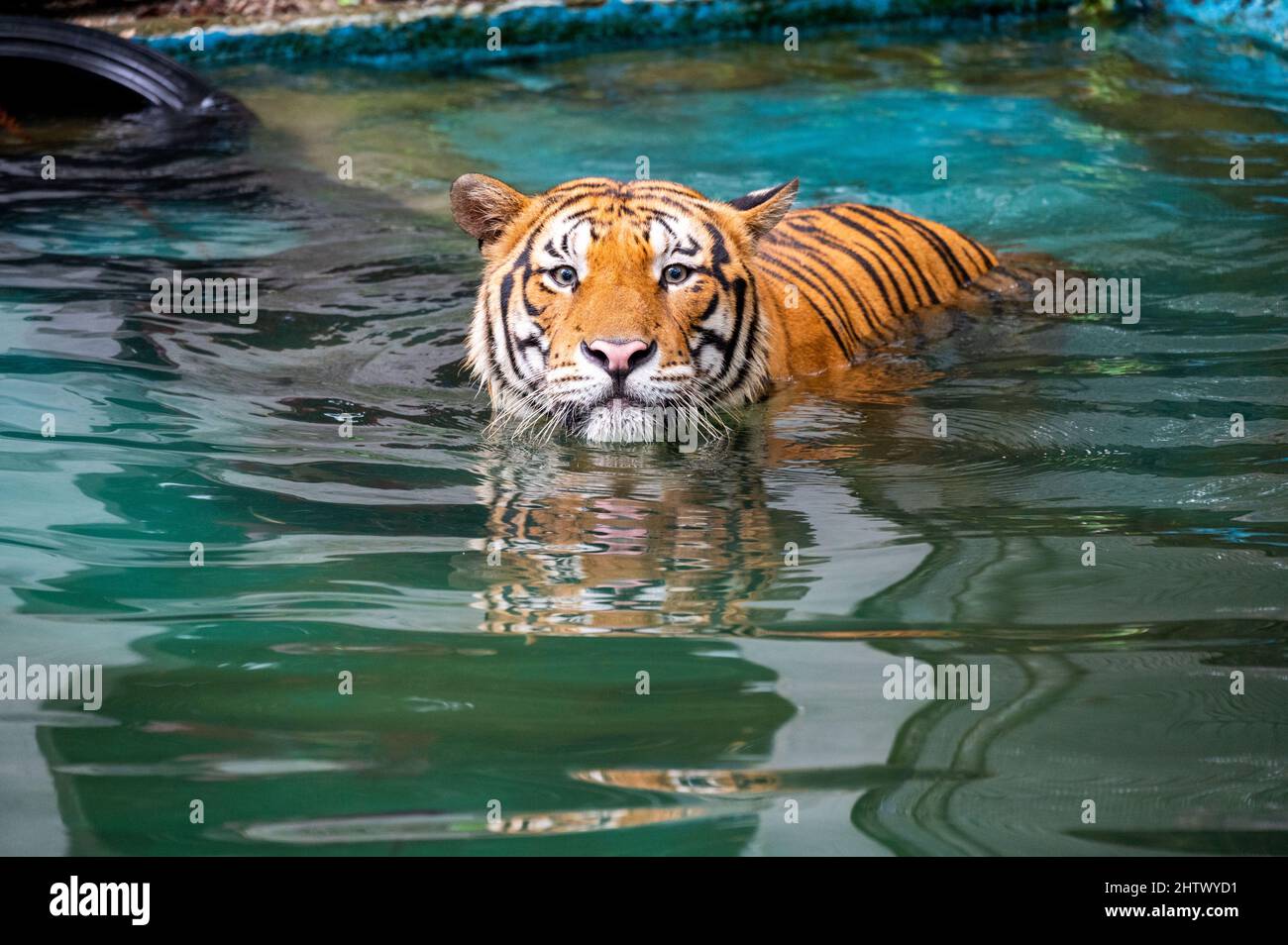 Malayan Tiger Habitat