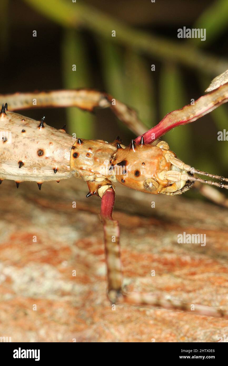 Spiny stick insect (Acanthoxyia sp Stock Photo - Alamy