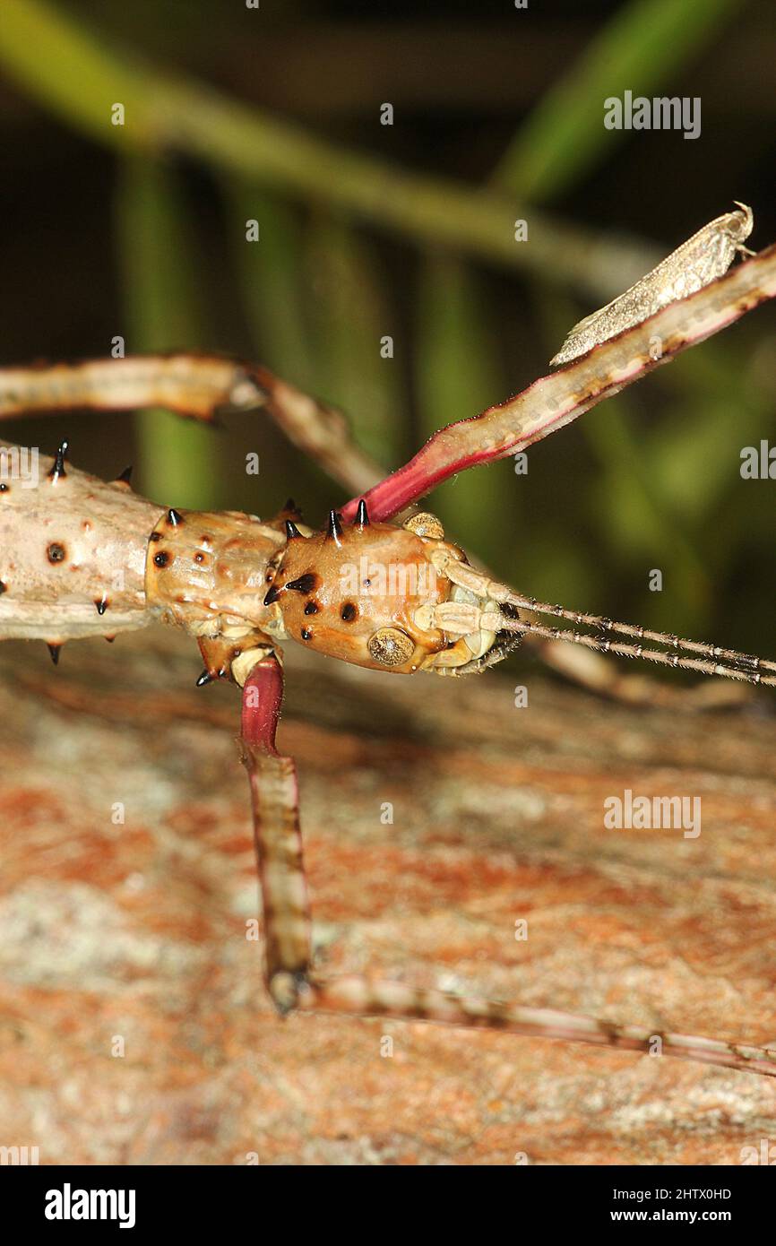 Spiny stick insect (Acanthoxyia sp Stock Photo - Alamy