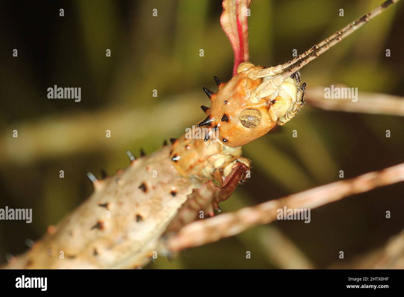 Spin stick insect hi-res stock photography and images - Alamy