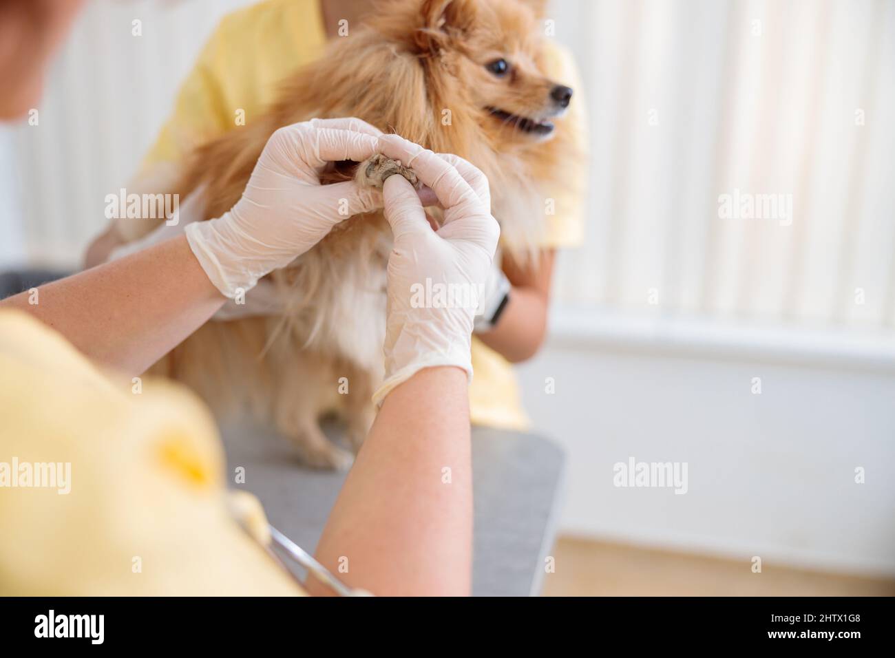 Photo of routine examination of dog at doctor office Stock Photo - Alamy