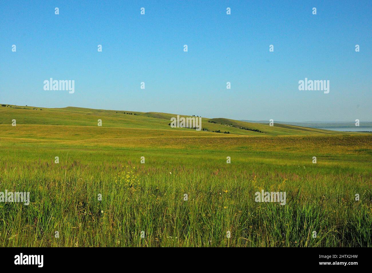 Hilly endless steppes overgrown with tall grass under a summer blue sky ...