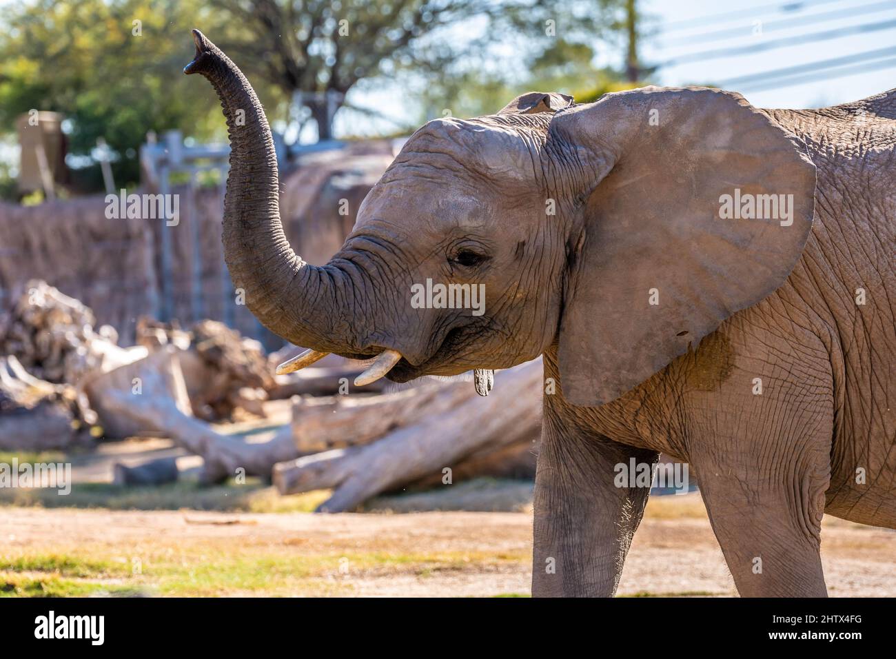 A large African Elephant in Tucson, Arizona Stock Photo - Alamy