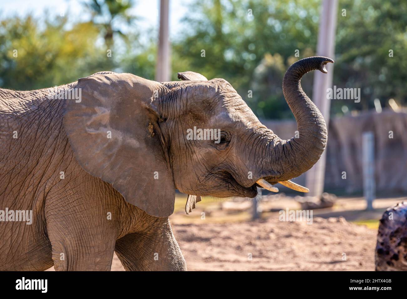 A large African Elephant in Tucson, Arizona Stock Photo - Alamy