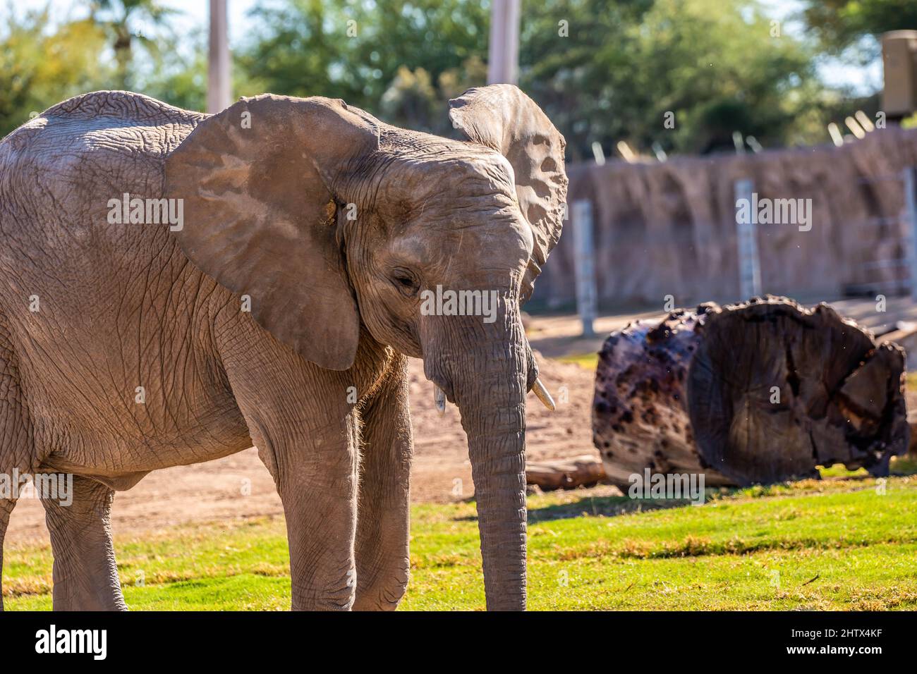 Reid park zoo hi-res stock photography and images - Alamy