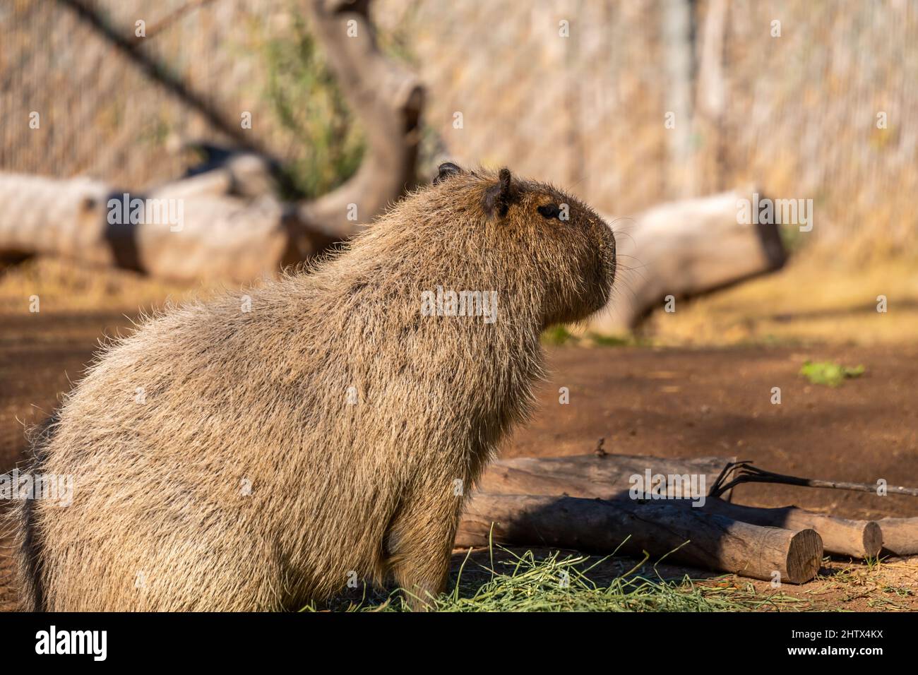 A furry Greater Capybara in Tucson, Arizona Stock Photo - Alamy