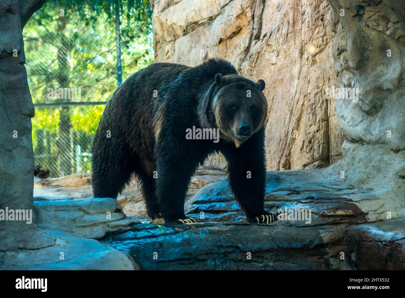 A large Grizzly Bear in Tucson, Arizona Stock Photo - Alamy