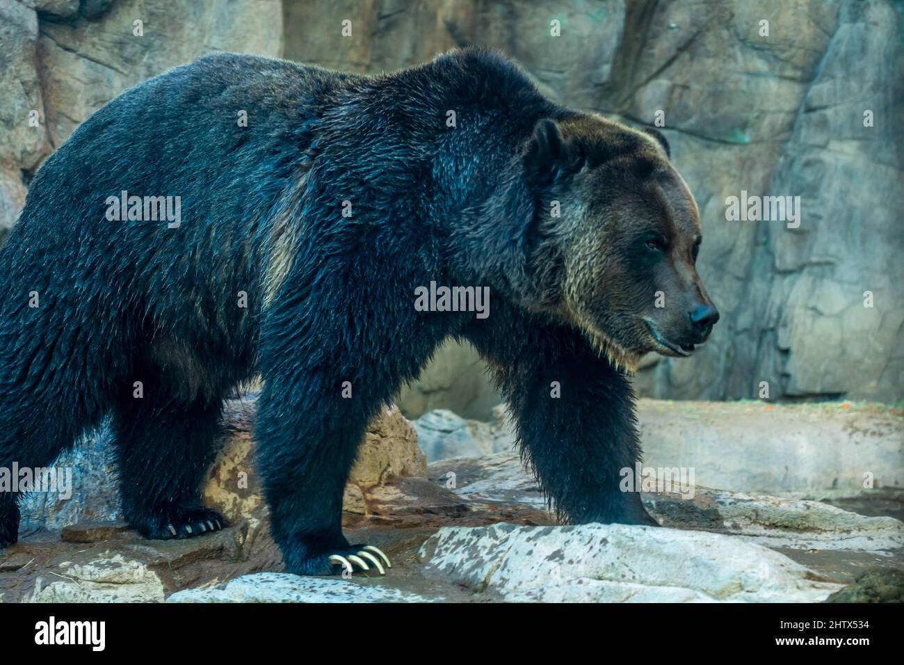 Zoo arizona bear hi-res stock photography and images - Alamy