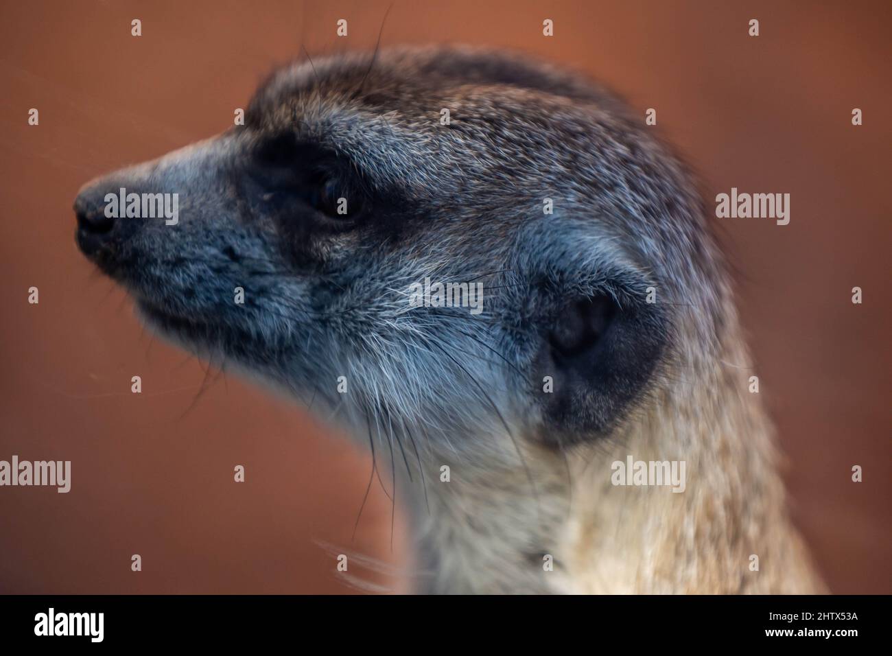 Pointed snout hi-res stock photography and images - Alamy