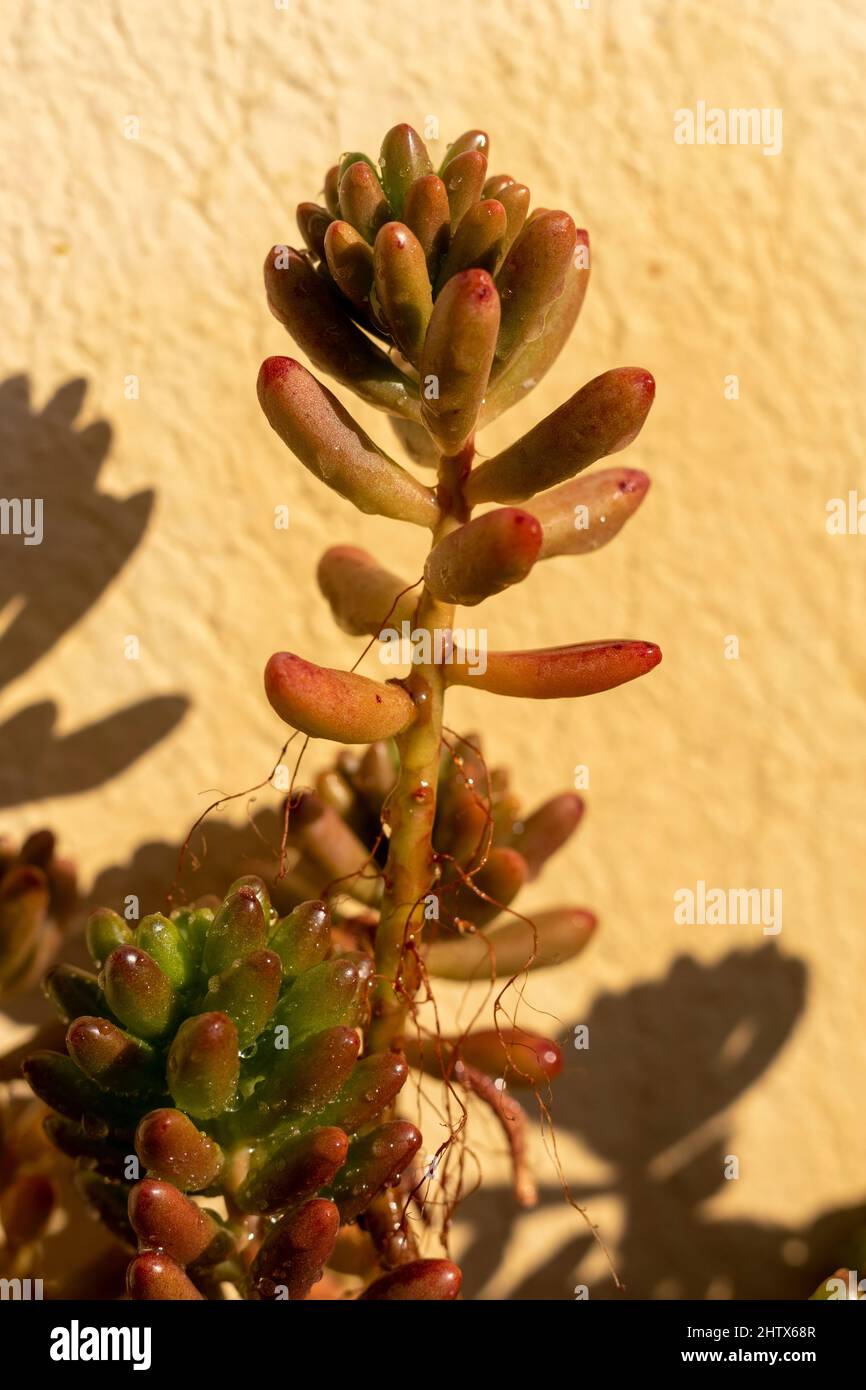 Jelly beans plant hi-res stock photography and images - Alamy