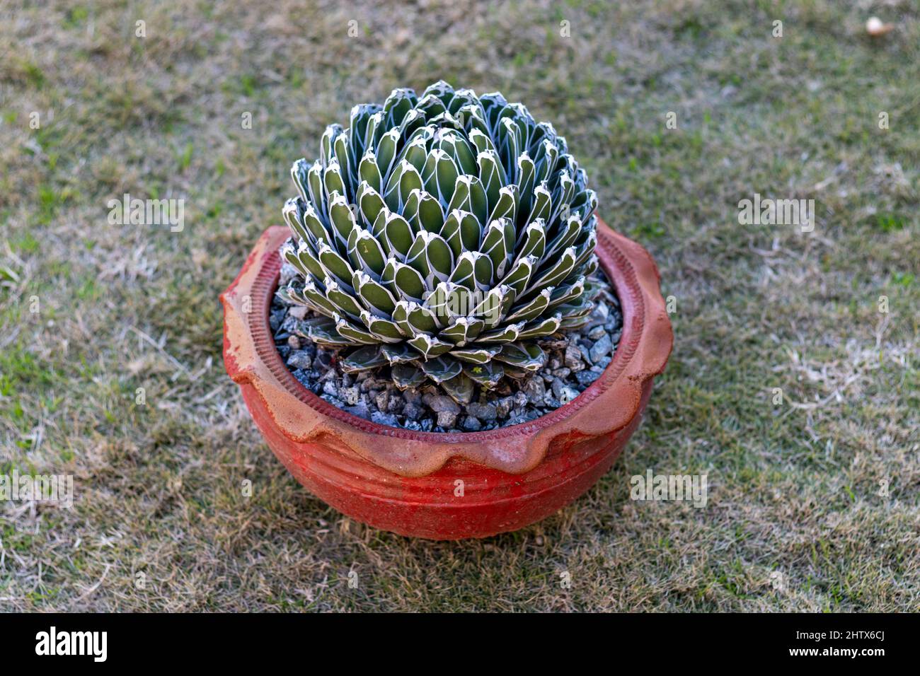 Royal agave plant in a pot Stock Photo - Alamy