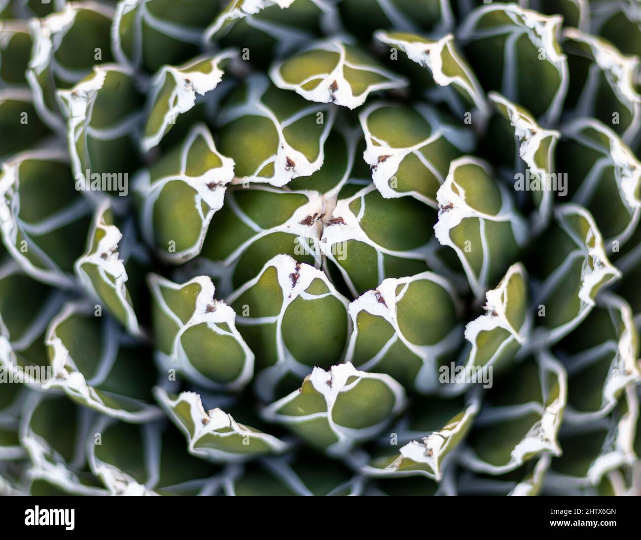 Agave rosettes texture natural background Stock Photo - Alamy
