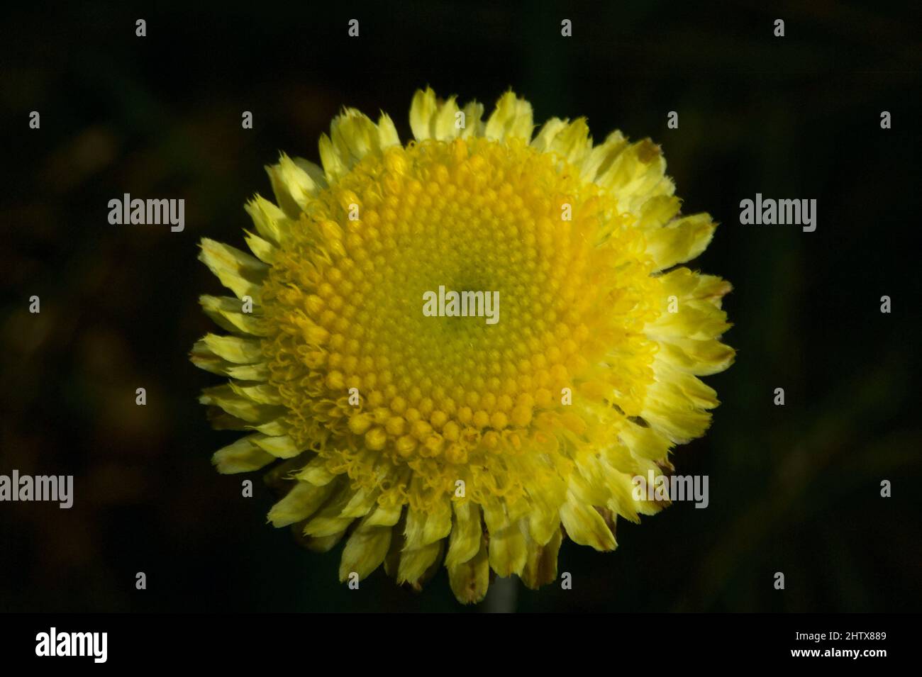 Curling everlasting flower hi-res stock photography and images - Alamy