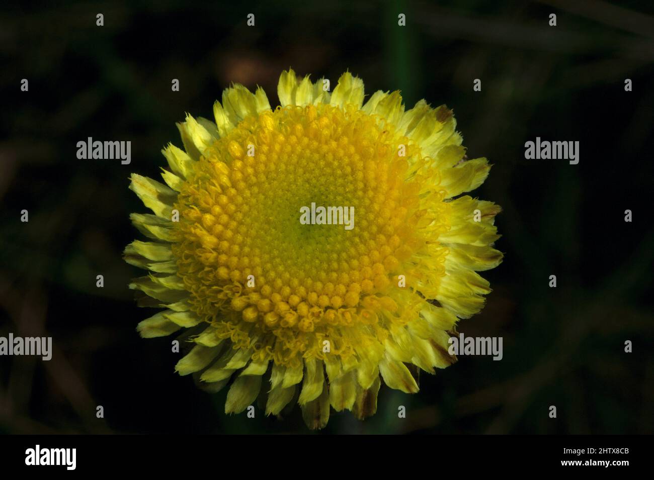 Australian golden flower hi-res stock photography and images - Alamy