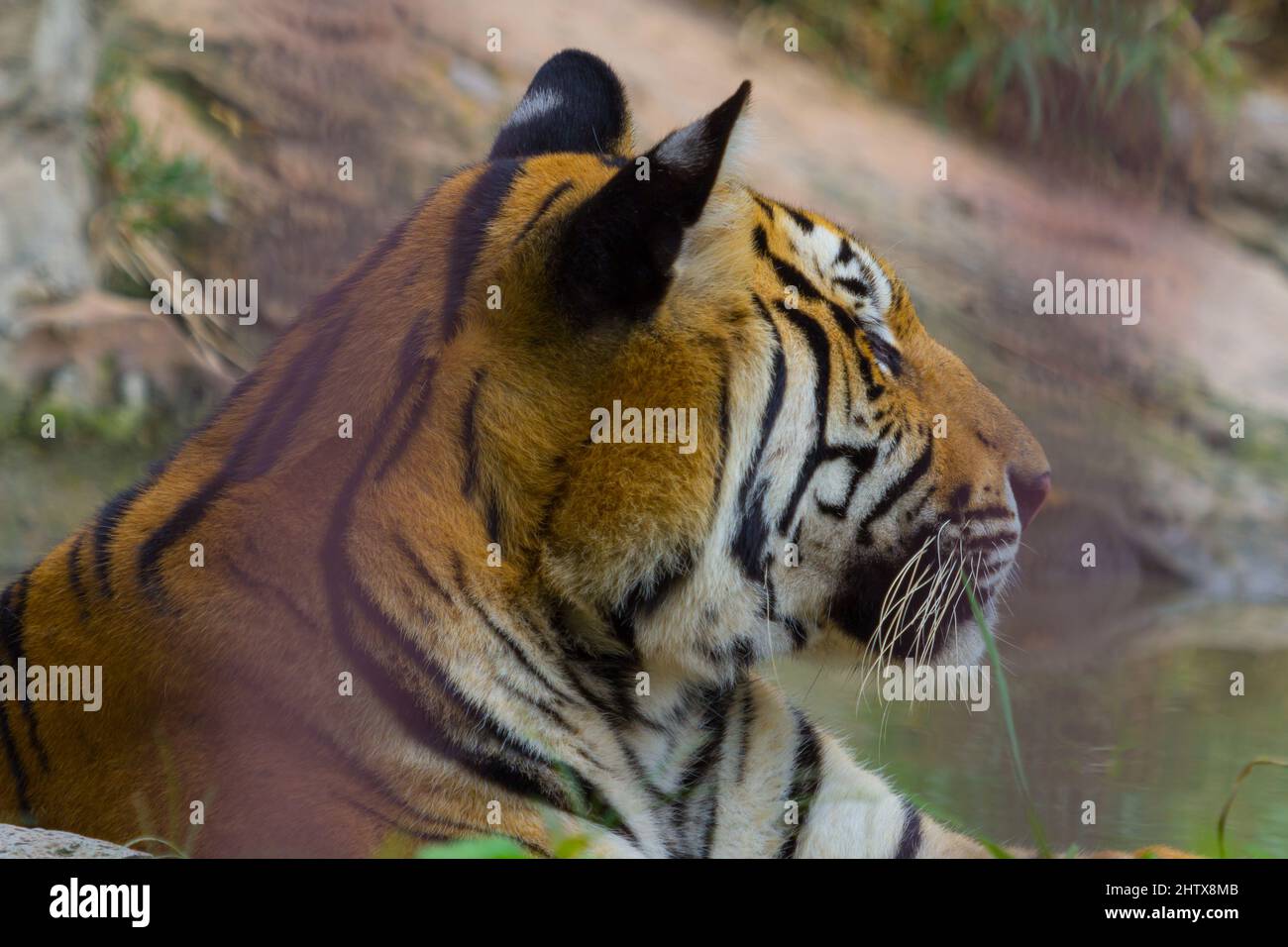 Side view of Head and face Royal Bengal tiger,Nature Stock Photo - Alamy