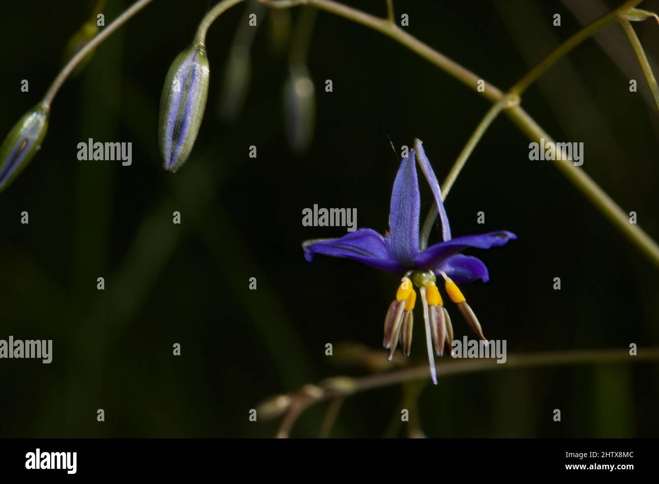 Common australian lily flower hi-res stock photography and images - Alamy