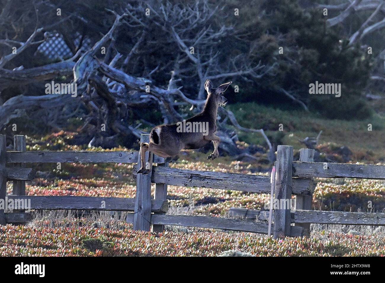 Wolf chase coyote hi-res stock photography and images - Alamy