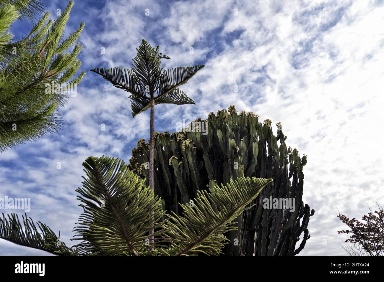 Star shaped leaves tree hi-res stock photography and images - Alamy