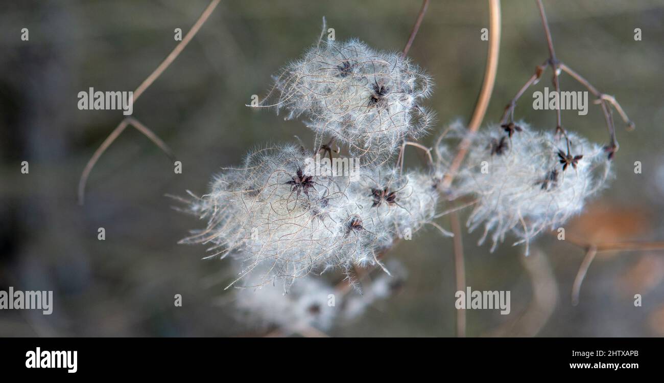 Seed heads with silky appendages of clematis vitalba in winter. The ...