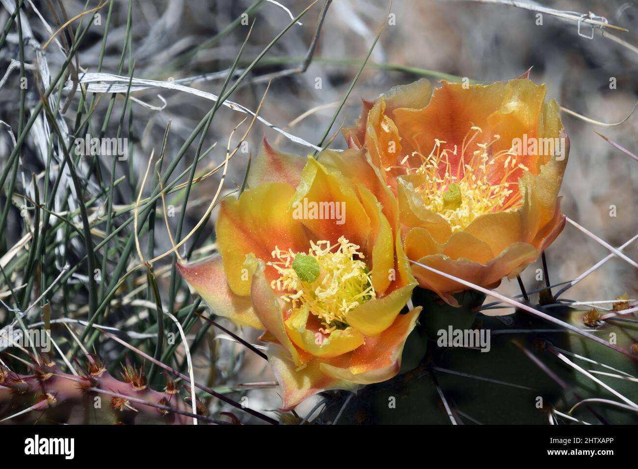 Yellow Pollen filled Flowers from a Prickly Pear Cactus photographed on ...