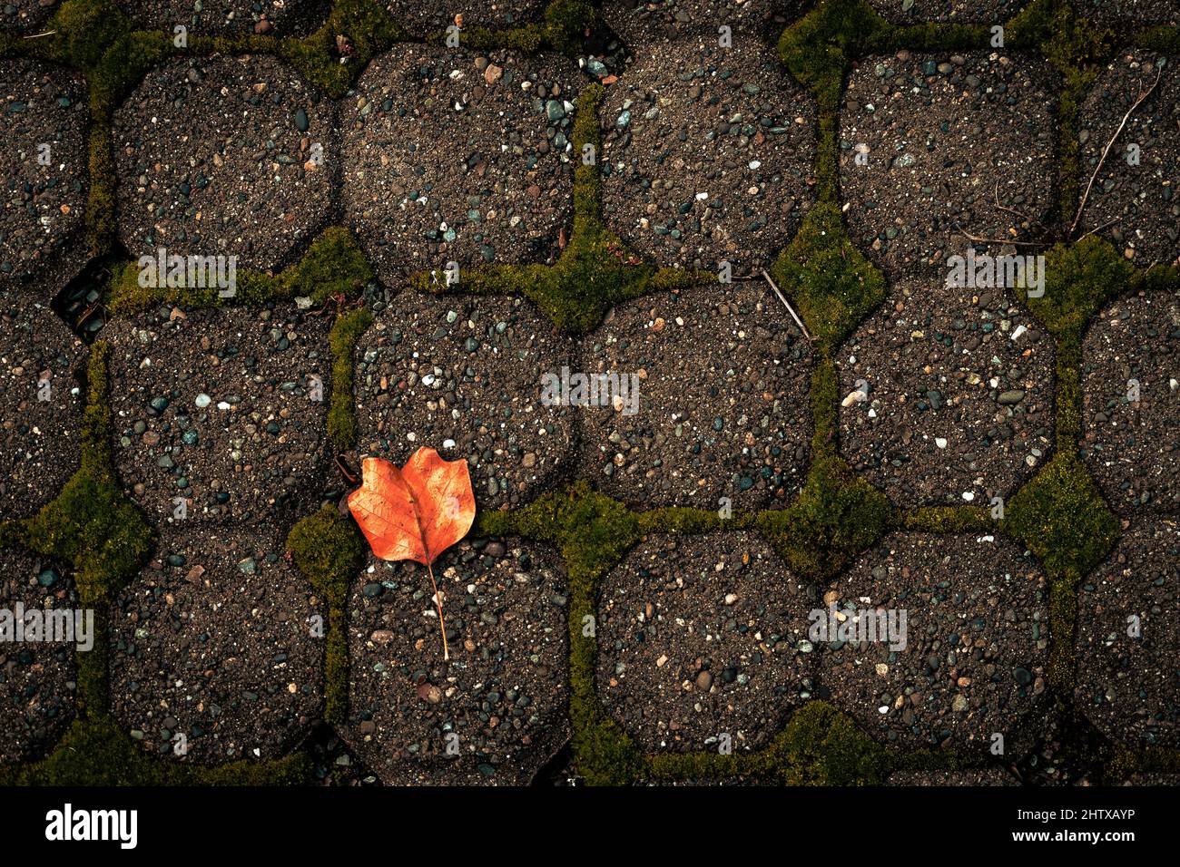 leaf on cobblestone with moss Stock Photo - Alamy