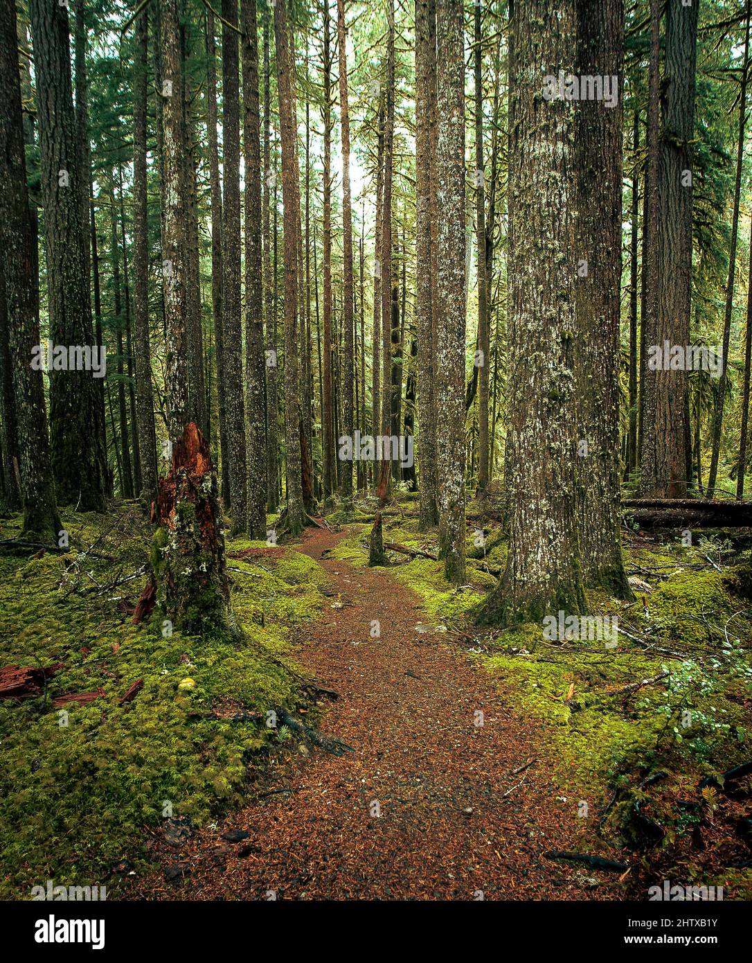 Guided walk forest hi-res stock photography and images - Alamy