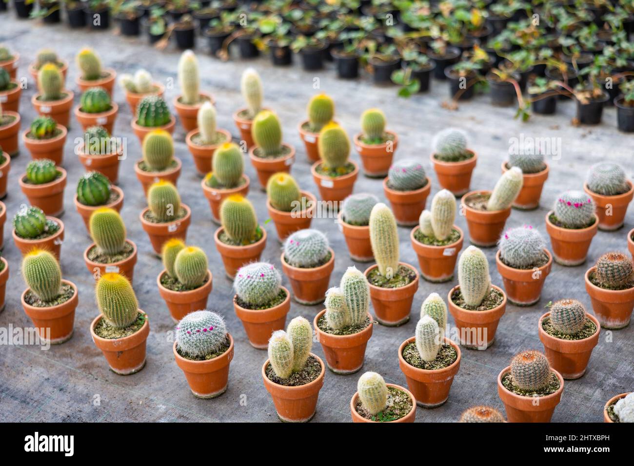 Rows of various cacti in pots in greenhouse Stock Photo - Alamy