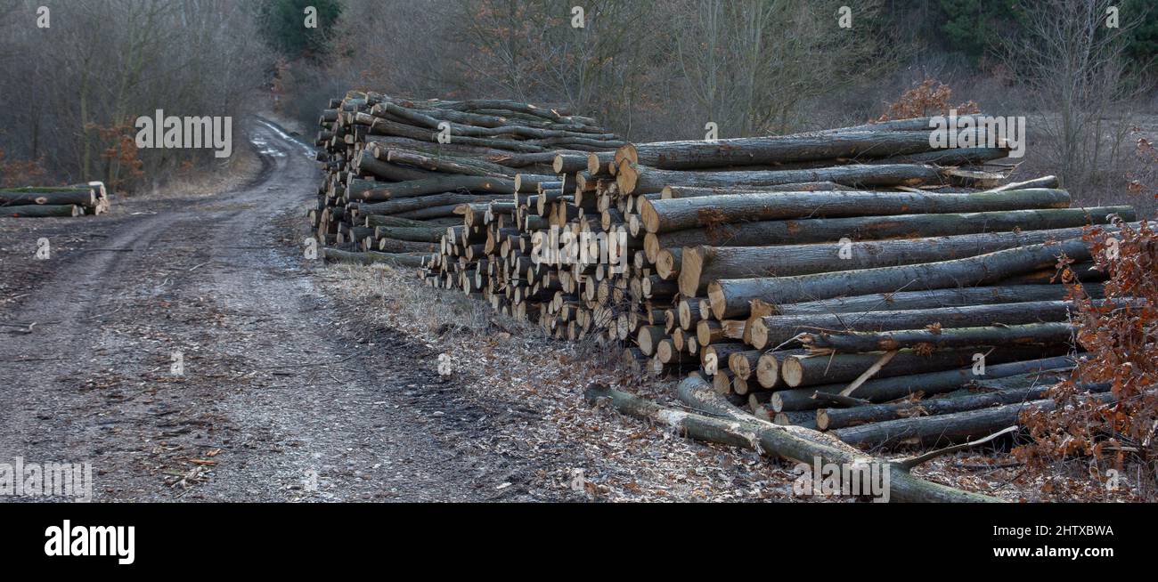 A woodpile of chopped lumber in the forest. A big pile of cut down ...