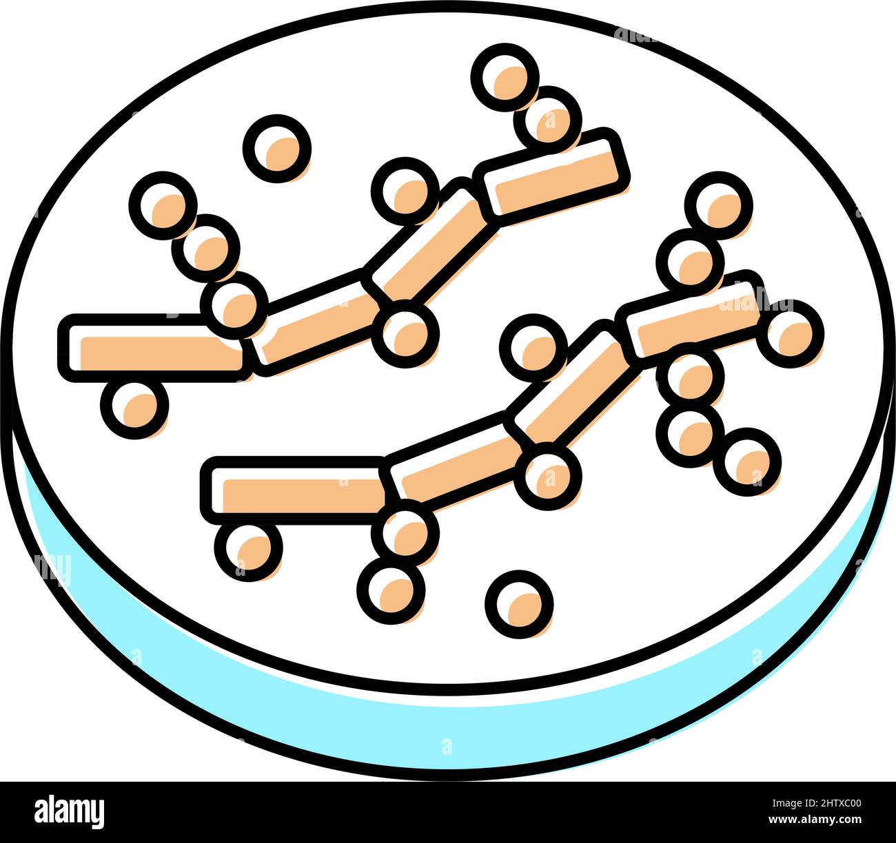 Candida albicans illustration hi-res stock photography and images - Alamy