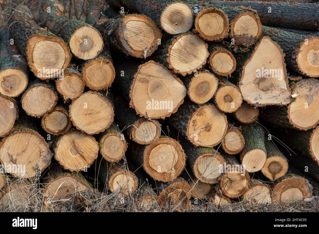A woodpile of chopped lumber in the forest. A big pile of cut down ...