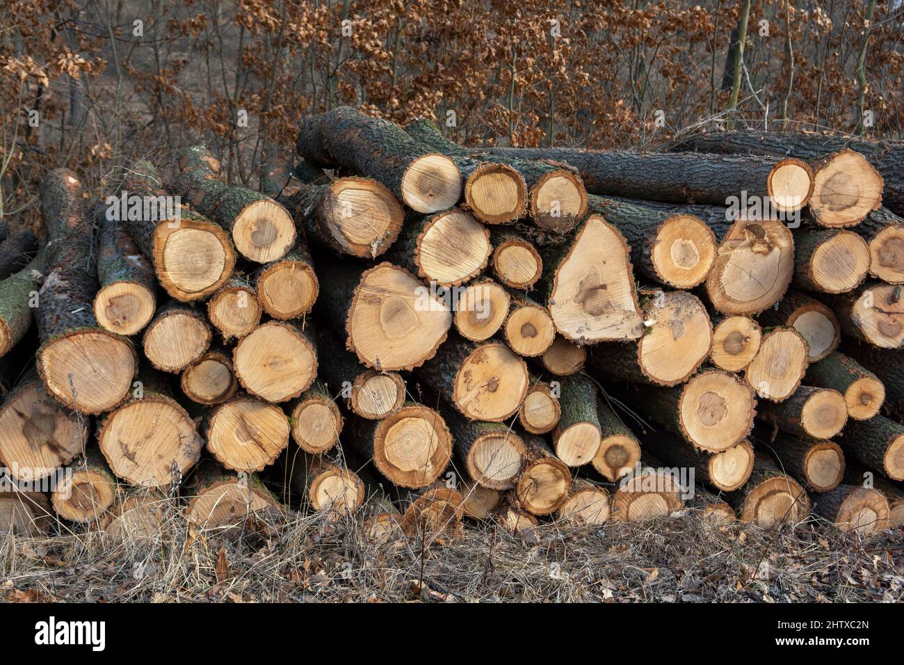 A woodpile of chopped lumber in the forest. A big pile of cut down ...