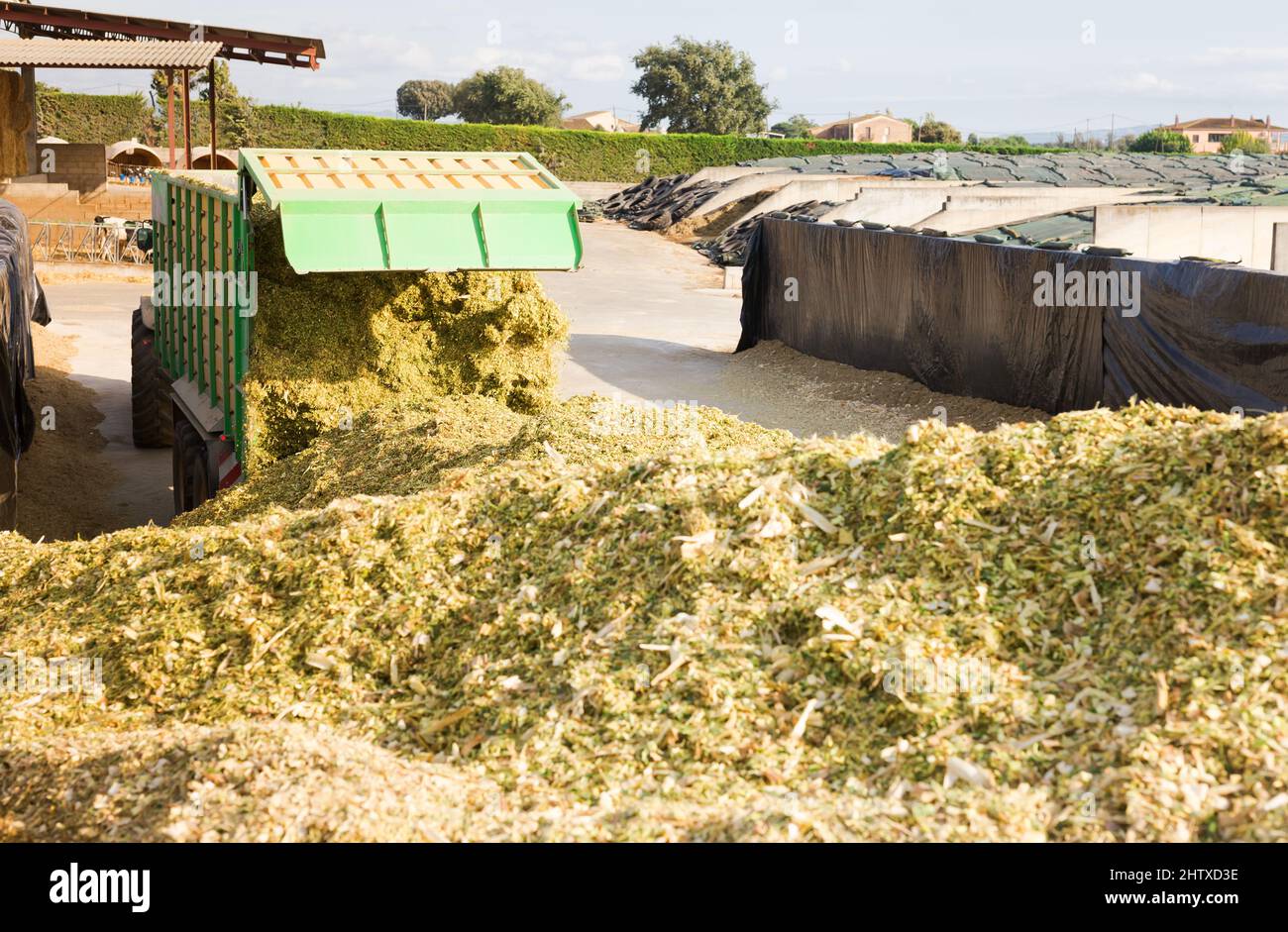 Maize is stored as maize silage hi-res stock photography and images - Alamy