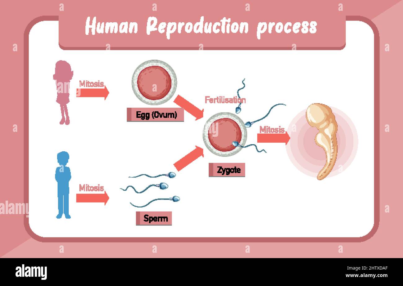 Human Reproduction Process Infographic Illustration Stock Vector Image And Art Alamy