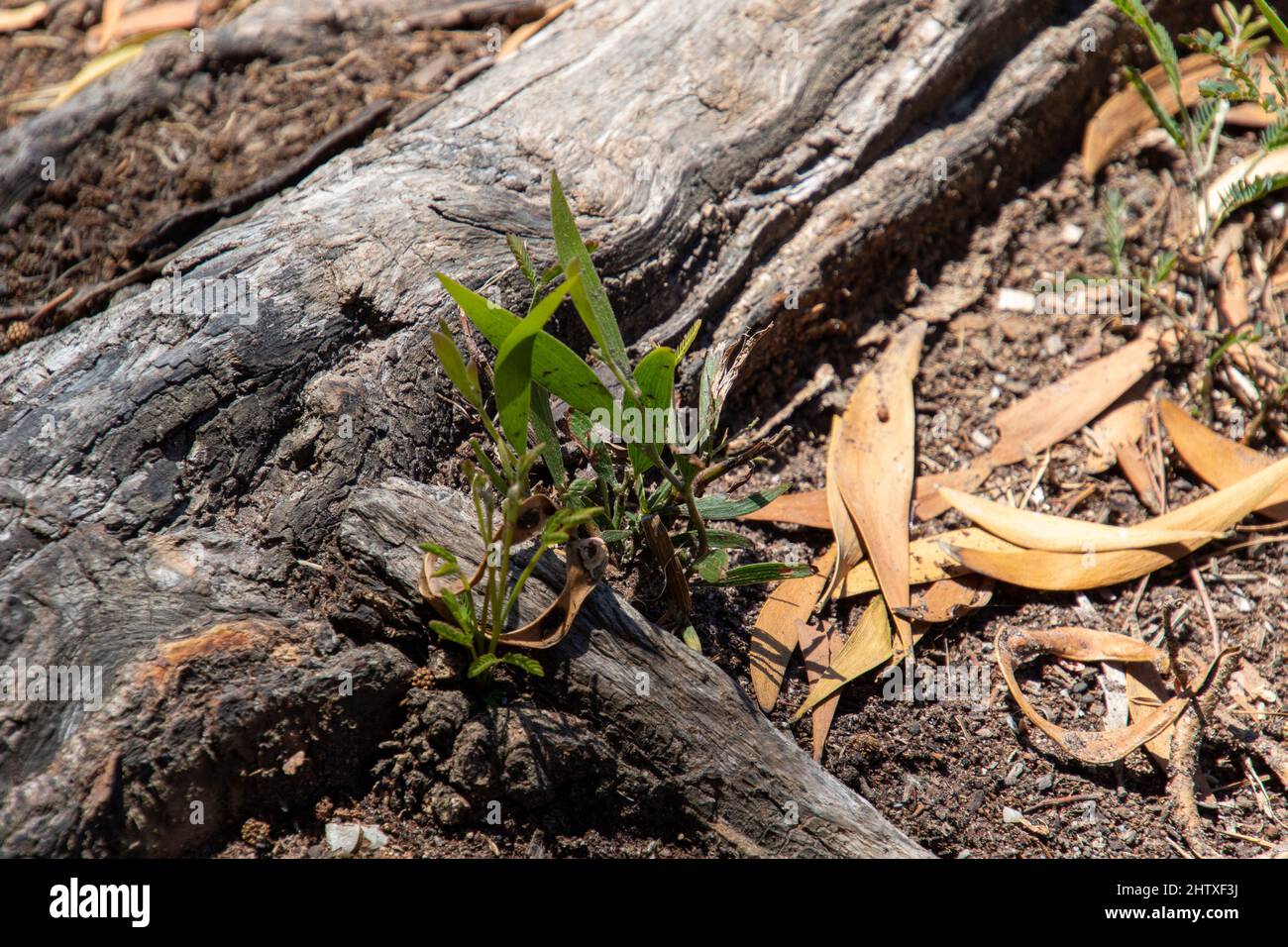 New growth on a fallen stump Stock Photo - Alamy