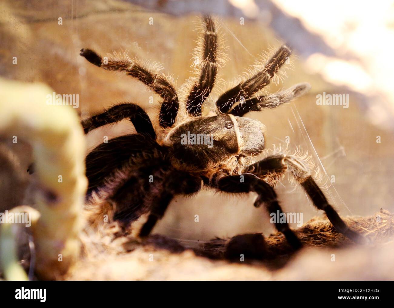 Most poisonous spider of germany hi-res stock photography and images ...