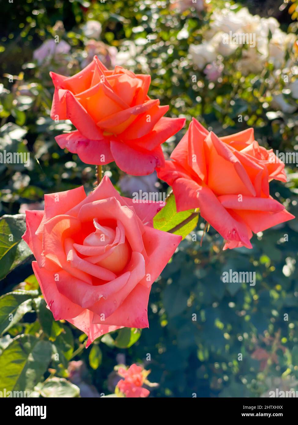 Pink roses growing in summer garden Stock Photo - Alamy