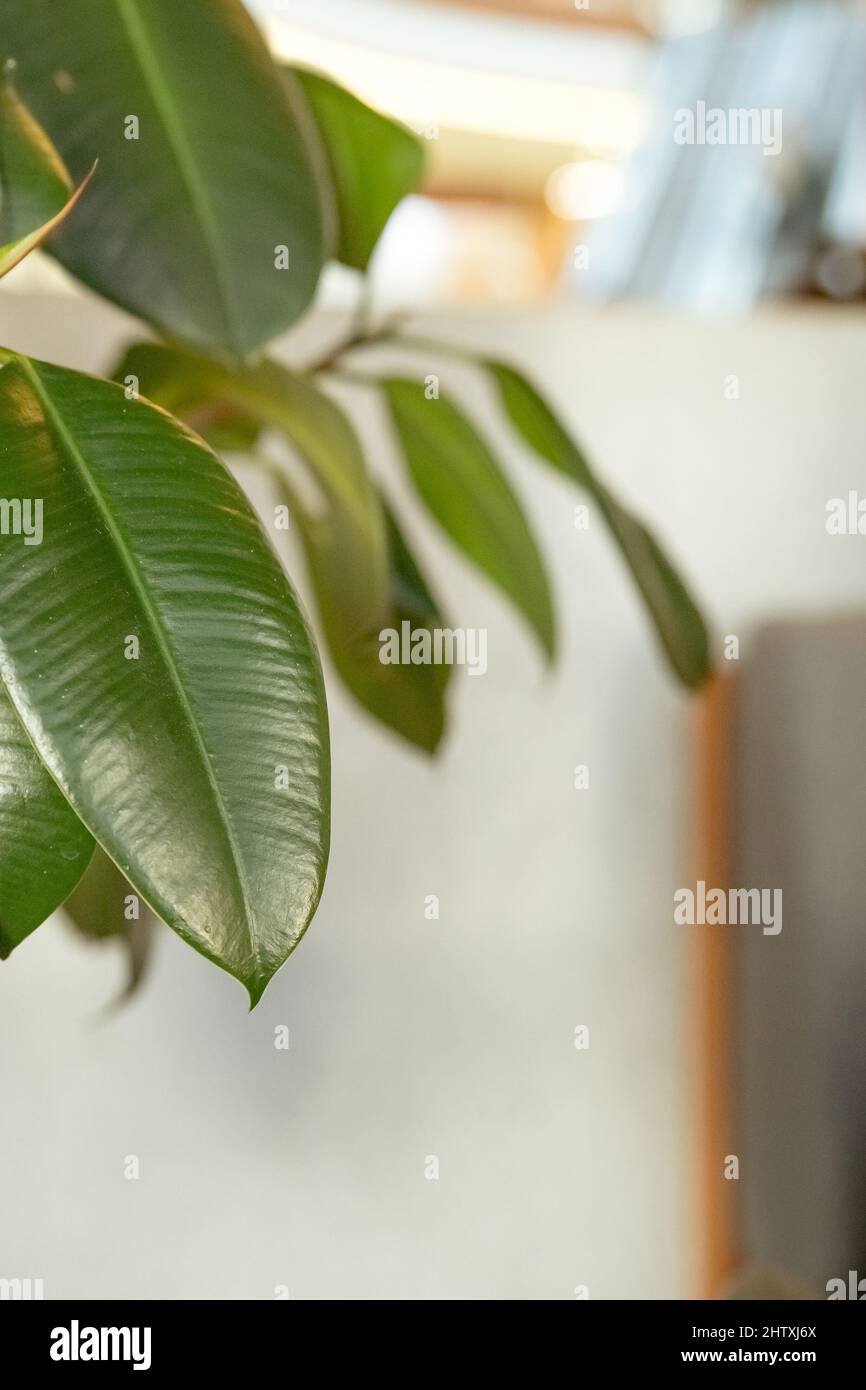 A photo of a Rubber Tree Variegata pot plant ,Ficus elastica, also ...