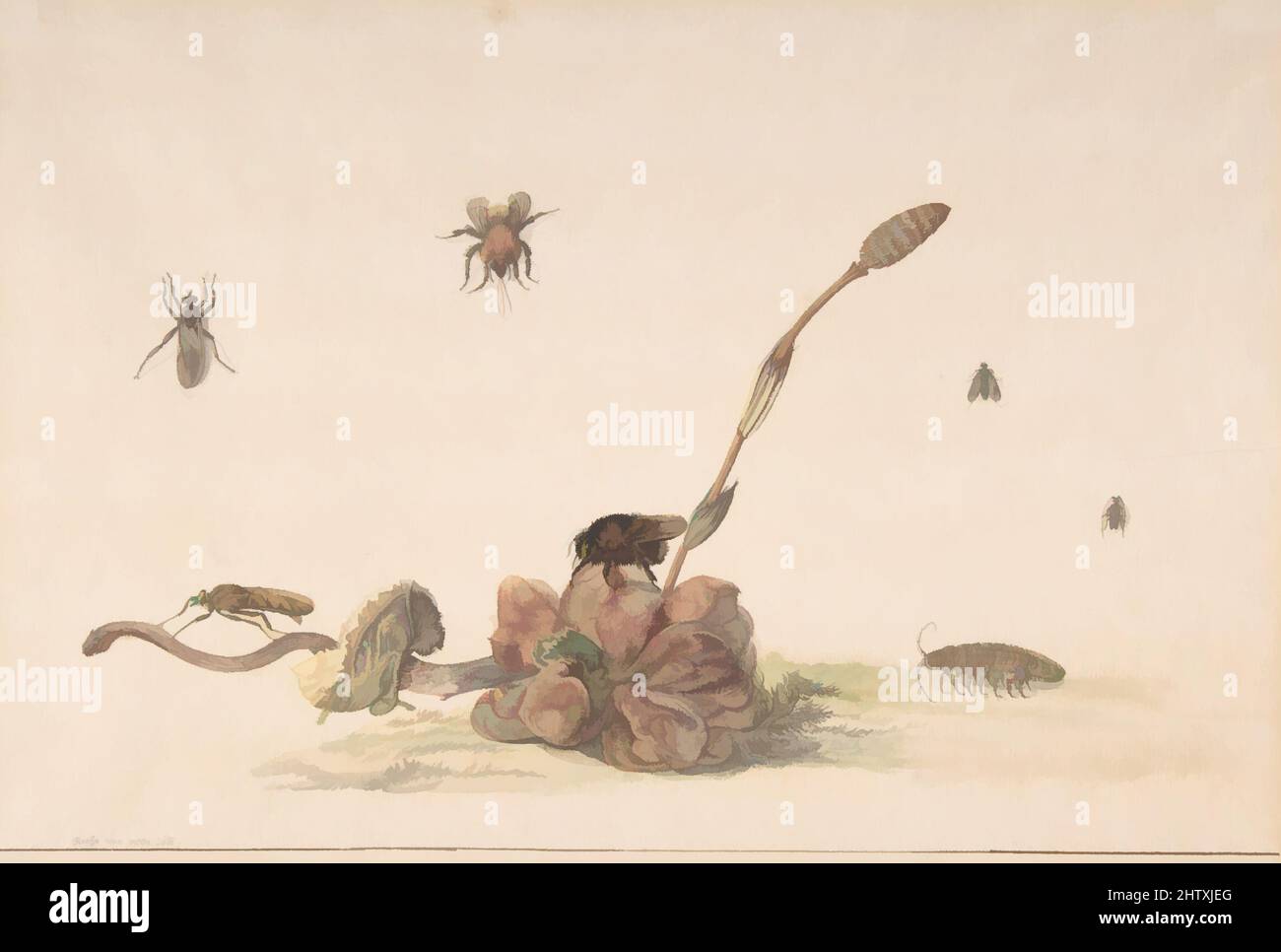 Art inspired by Various Insects by a Fungus, 1681, Watercolor and ...