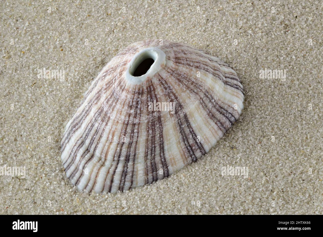 Limpet shell on sand hi-res stock photography and images - Alamy
