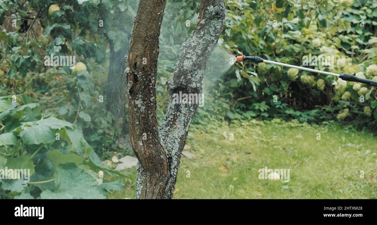 Treatment of garden trees with pesticides and insecticides Stock Photo ...
