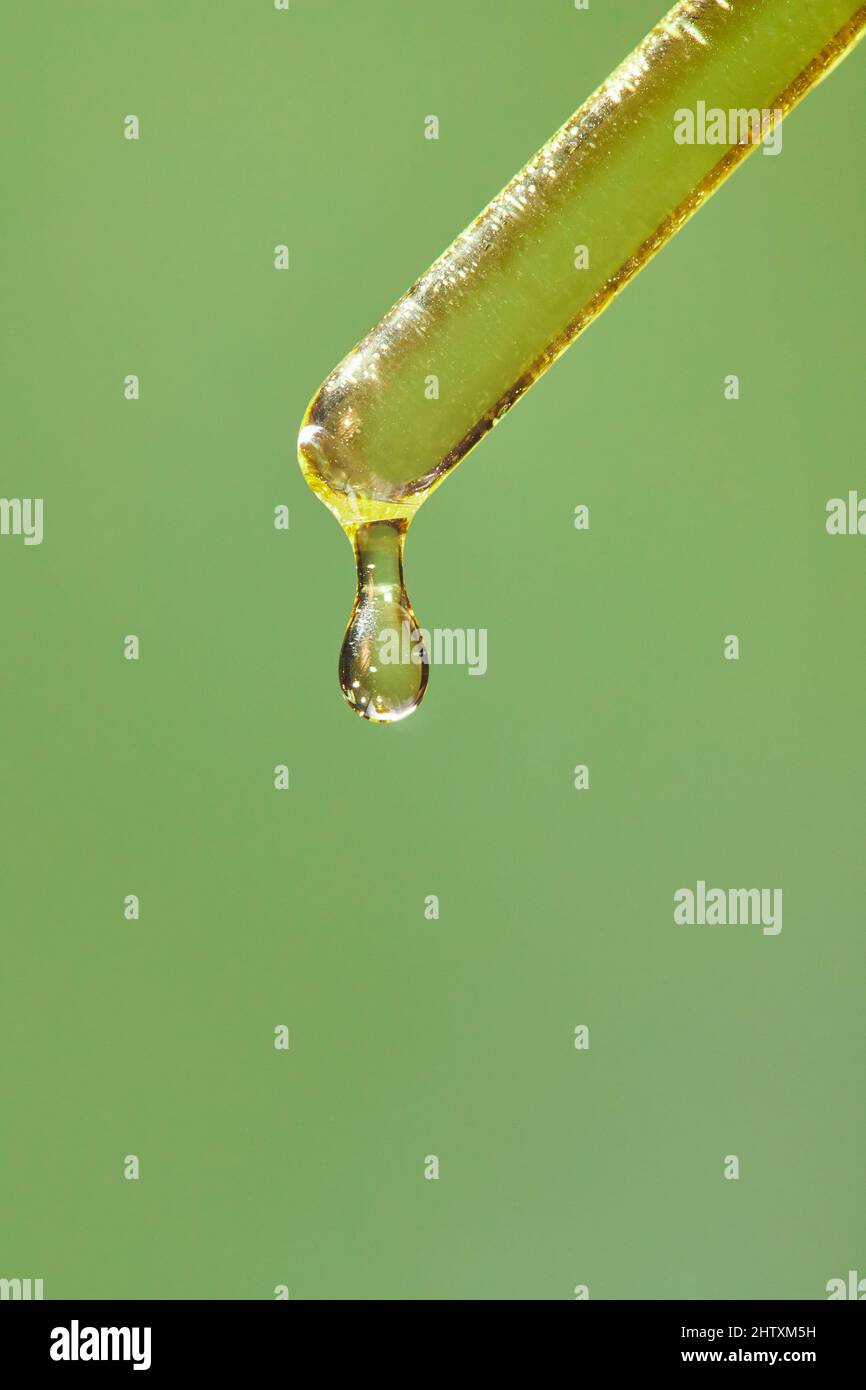 A drop of cosmetic aromatic oil drips from the pipette. Front view ...