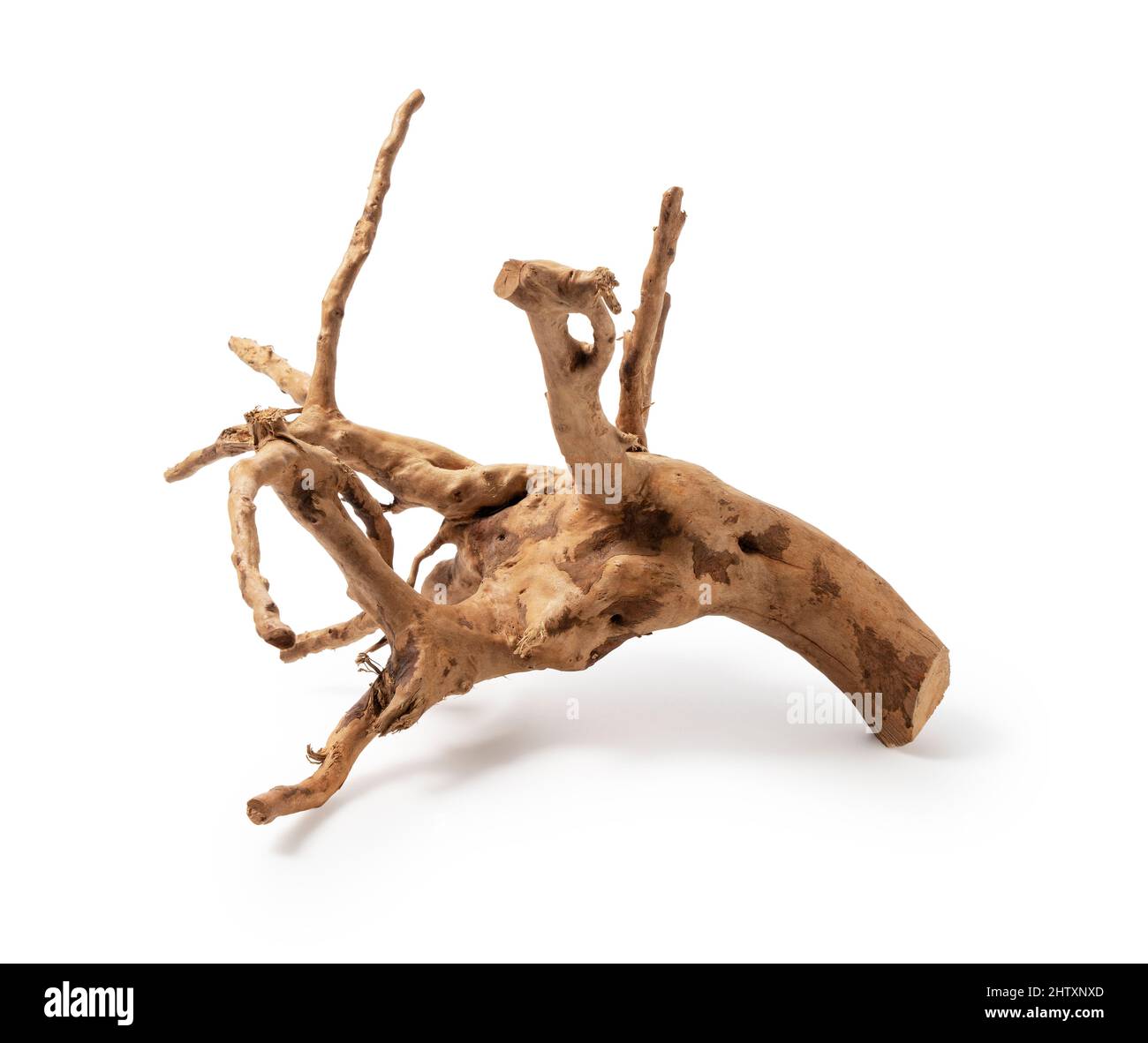 Driftwood placed against a white background. Driftwood with roots Stock ...